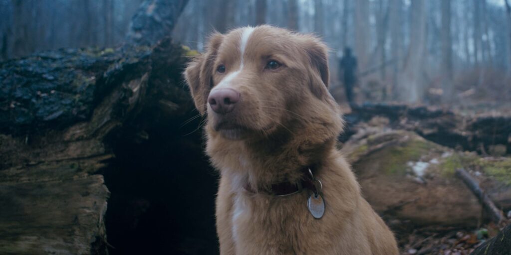 Good Boy – Sebastian Zavala